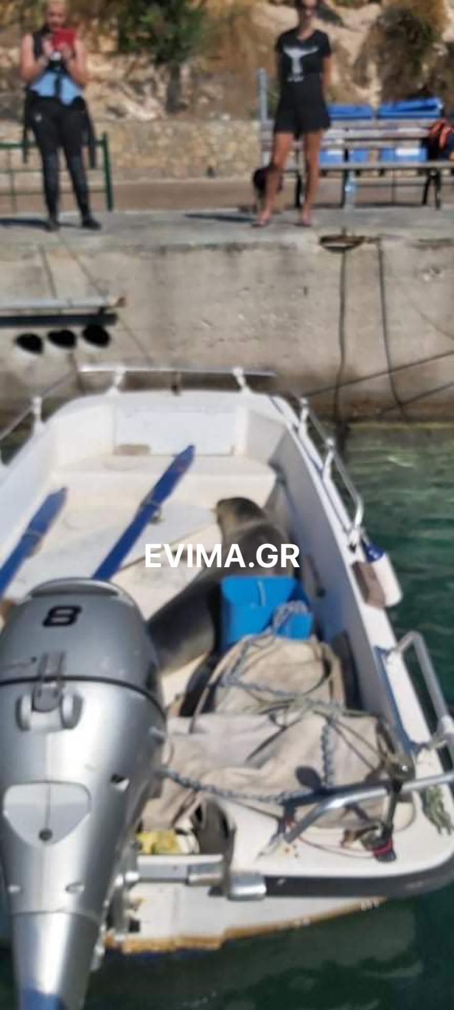 Αλόννησος-Τα παιχνίδια της φώκιας που ακούει στο όνομα ΄΄Κωστής ...