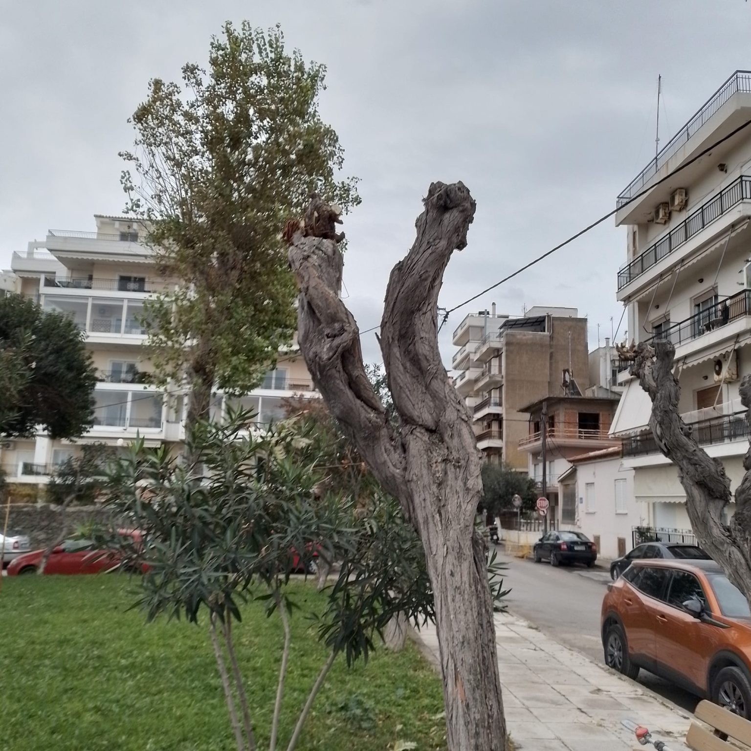 Χαλκίδα: Πετσόκοψαν τα δέντρα σε κεντρικά σημεία της πόλης -«Αυτό είναι ...