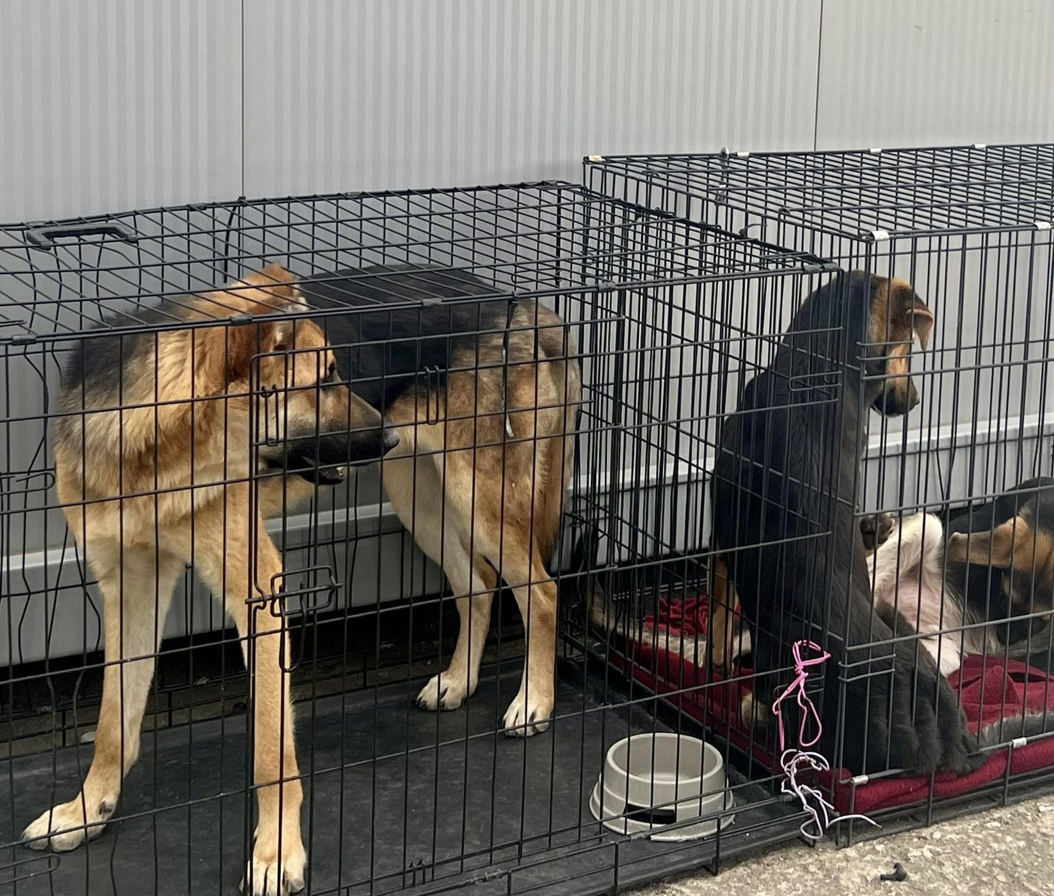 Αυτός ο δήμος της Εύβοιας «αγκαλιάζει» τα αδέσποτα | eVima | Ειδήσεις Εύβοια