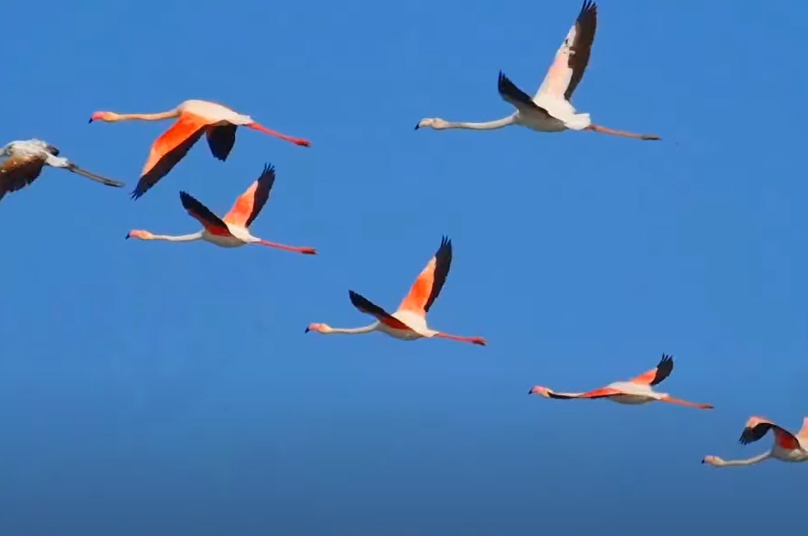 Ήρθαν ξανά τα εντυπωσιακά ροζ Φλαμίνγκο στην Εύβοια | eVima | Ειδήσεις Εύβοια