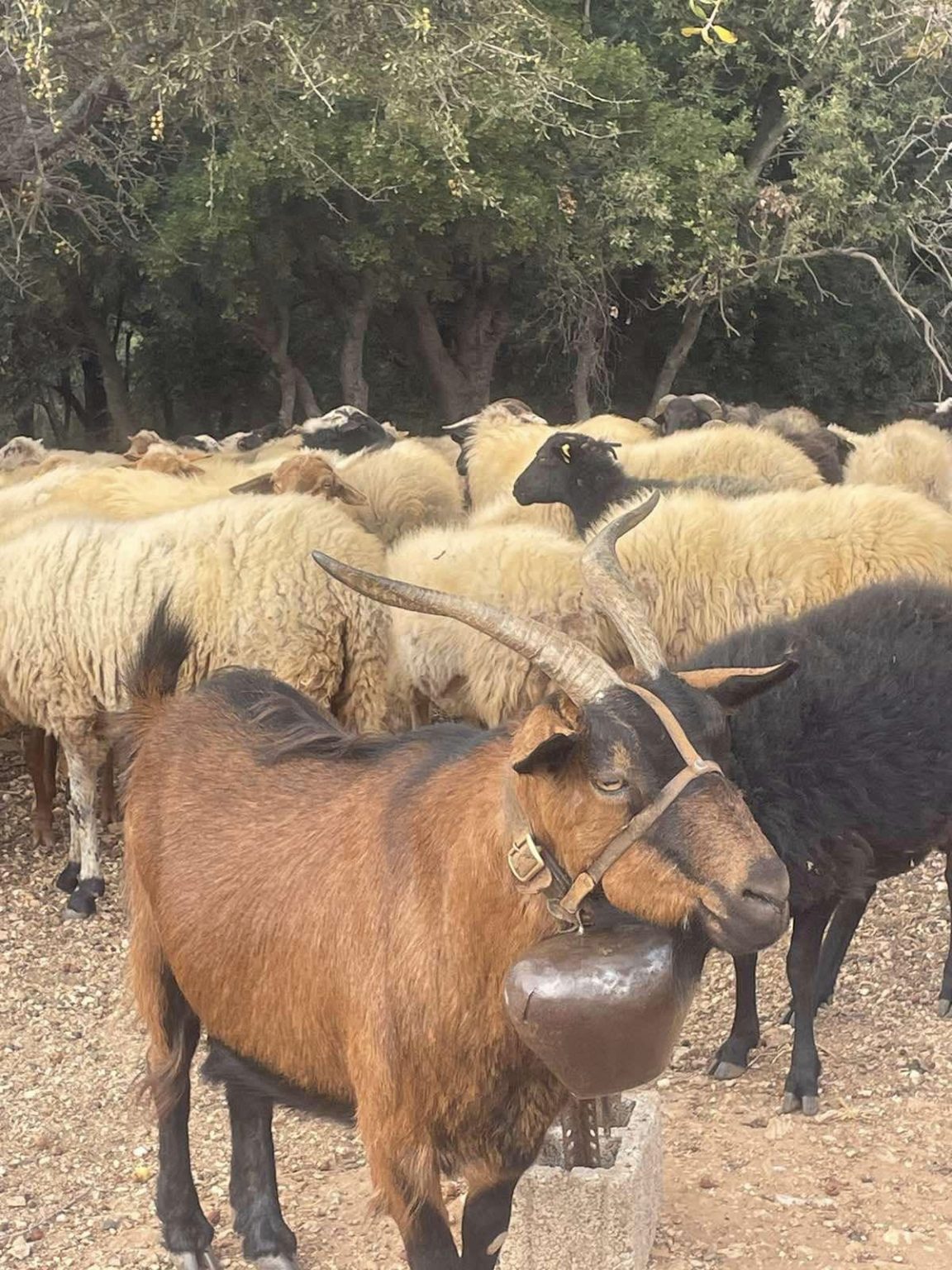 Sos για την ευλογία των προβάτων στην Εύβοια - Ανακοινώθηκαν νέα μέτρα | eVima | Ειδήσεις Εύβοια