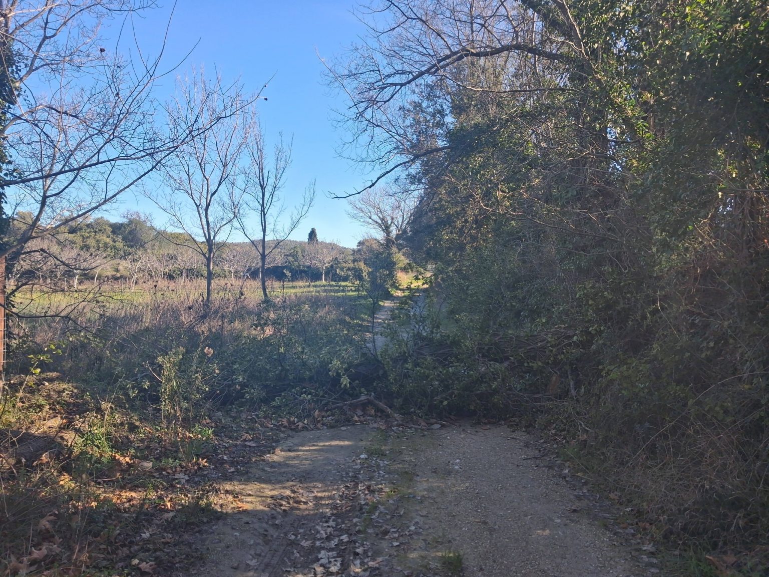 Μεγάλη προσοχή στην Εύβοια: Έπεσε δέντρο σε δρόμο